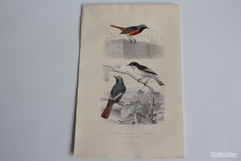 Gravure BUFFON Rossignol Bec-figue Rouge-queue Oiseaux XIXe siècle ...