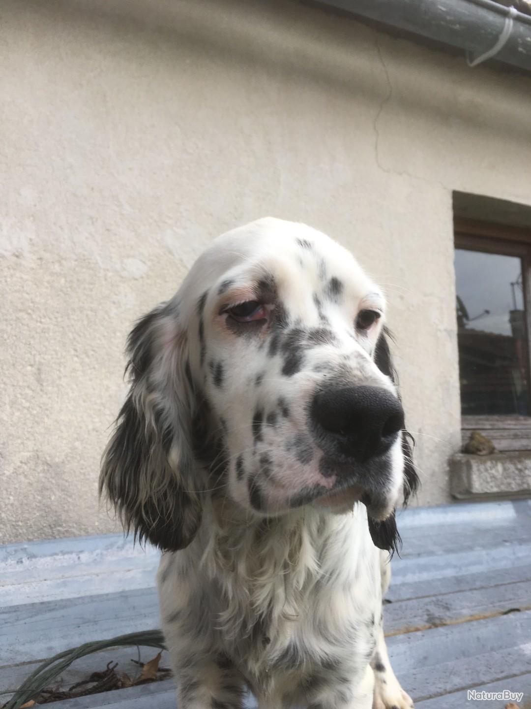 Chiot Mâle blue belton setter anglais LOF 5 Mois - Setters (14351861)