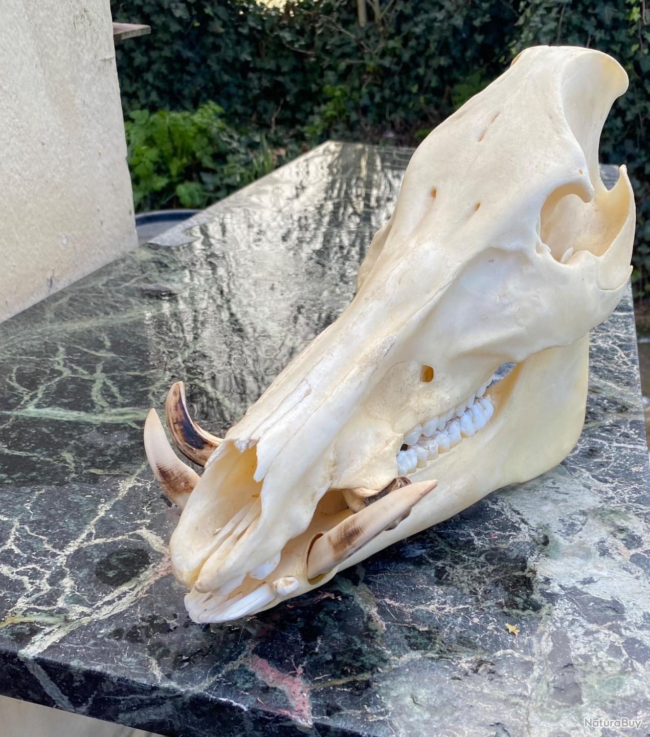 Massacre de sanglier - Massacres (14382097)