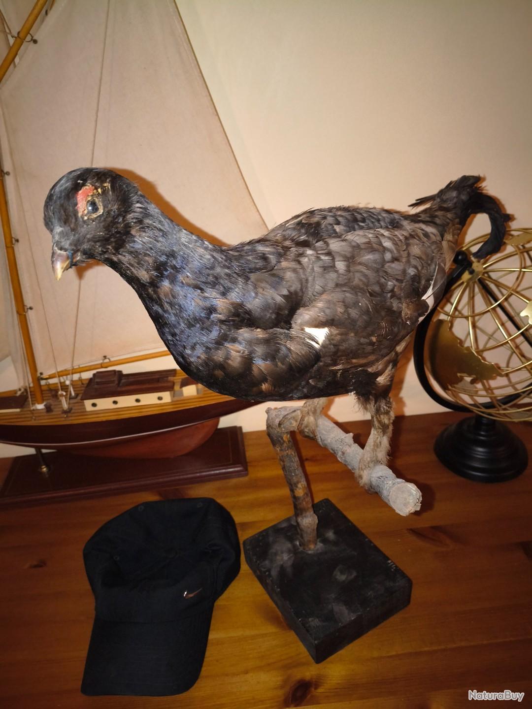 Oiseaux Grouse male taxdermie - Oiseaux (14397854)