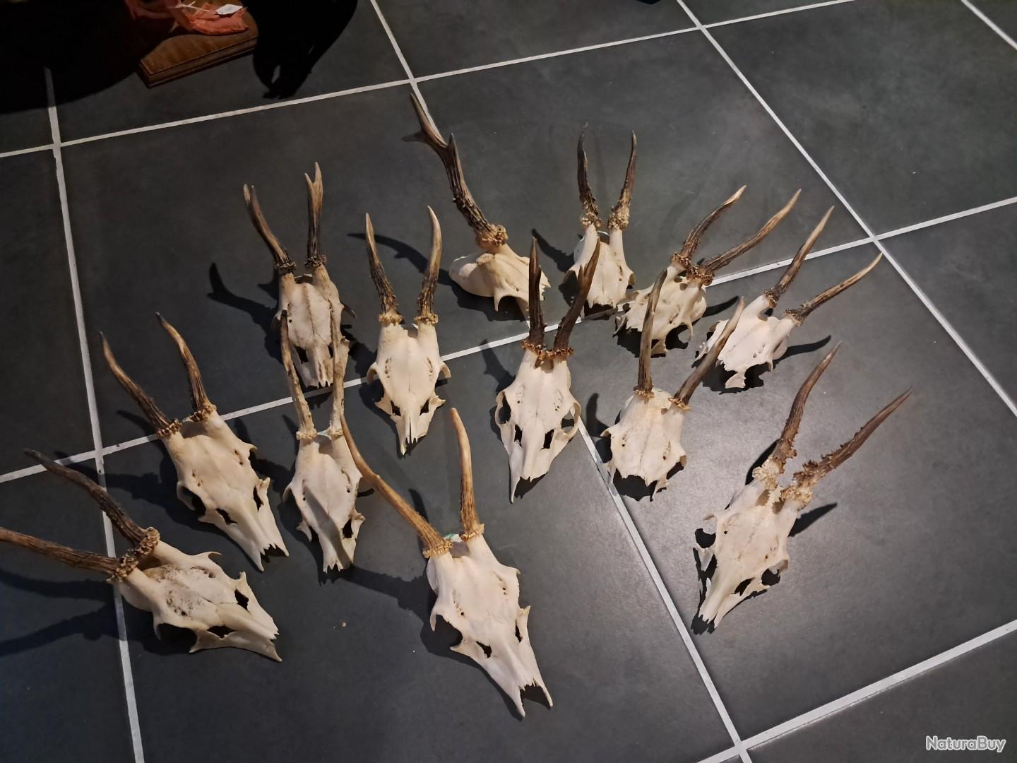 Massacre de chevreuil (prix pour un massacre) #231212E - Massacres ...