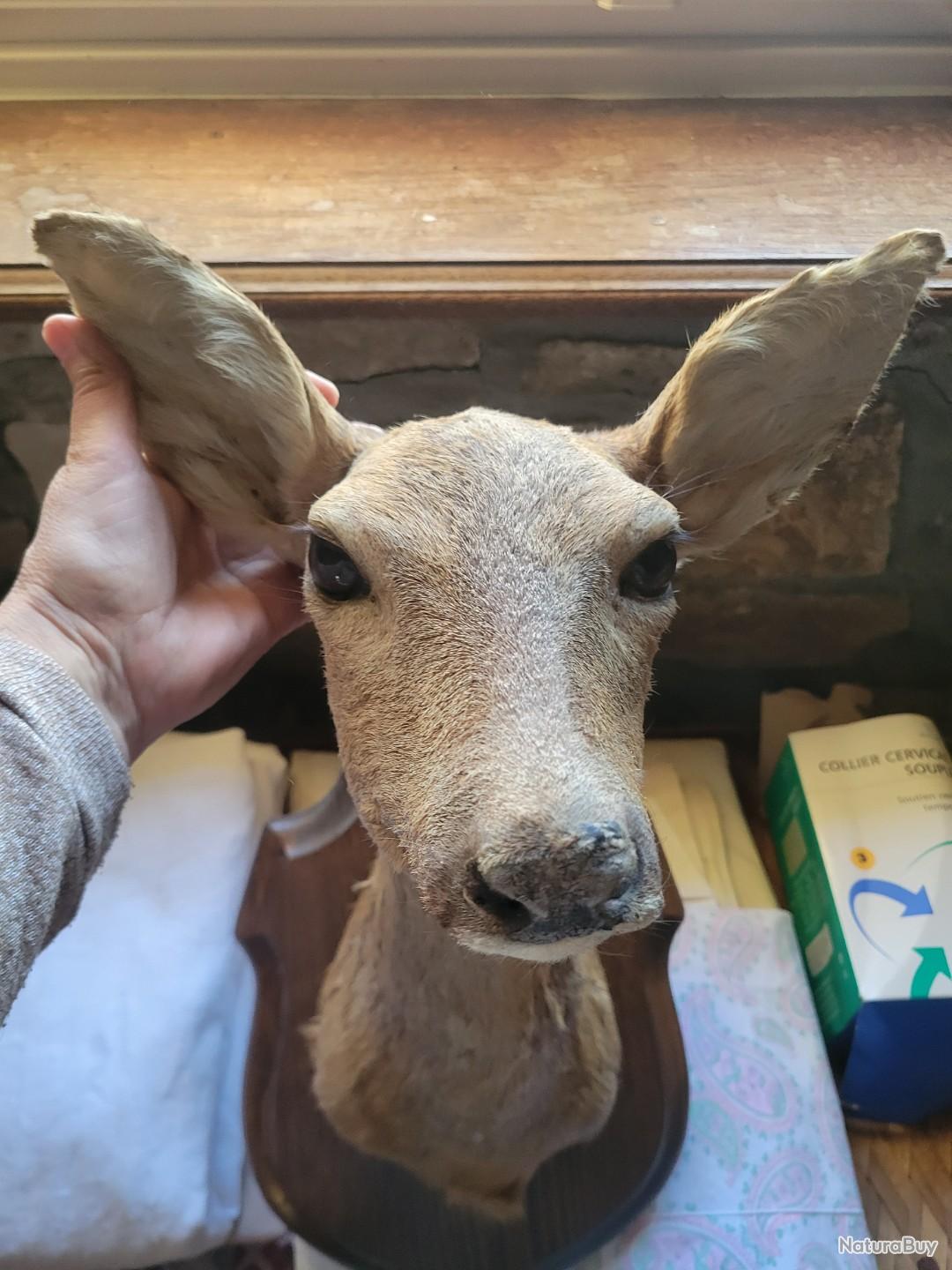 Tête de chevreuil sur support - Animaliers (14412323)