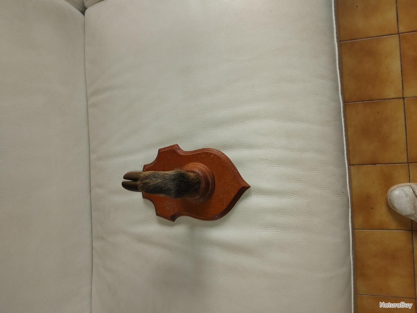 Blason porte manteau patte sanglier - Rateliers et porte-fusils (14418003)