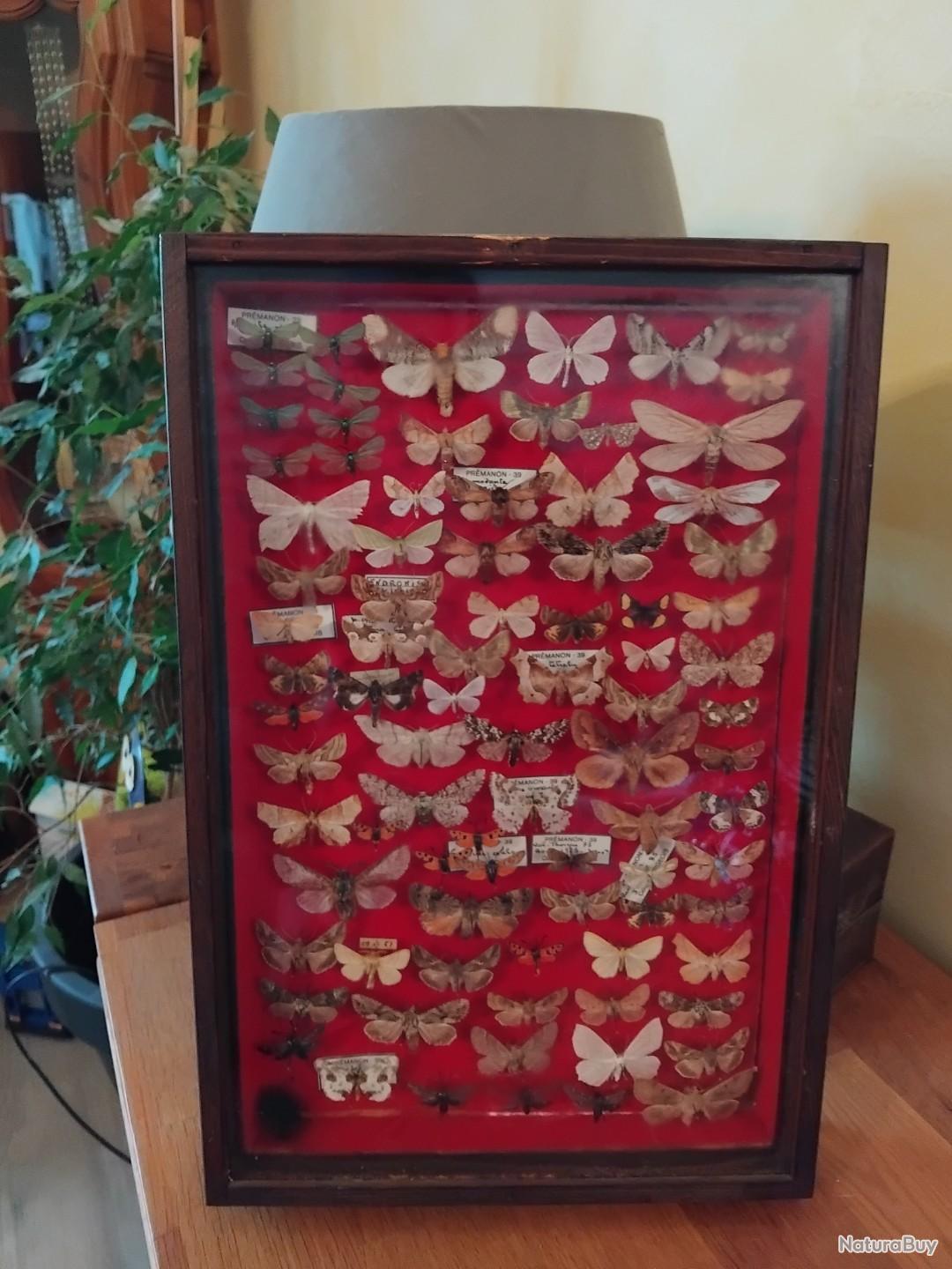 Papillons naturalisés - Insectes (14435126)