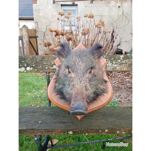 Tete de sanglier naturalisee - Trophées grand gibier européen (14436237)
