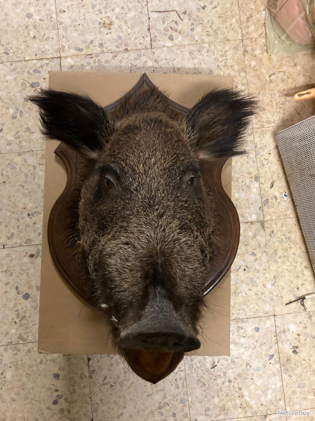 Tête de sanglier empaillée - Trophées grand gibier européen (14436540)