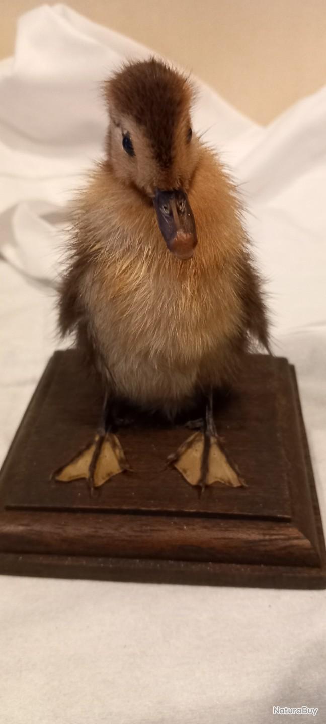 Poussin naturalisé - Oiseaux (14437919)