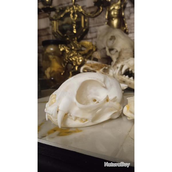 Crane de chat cabinet de curiosité collection décoration skull ...