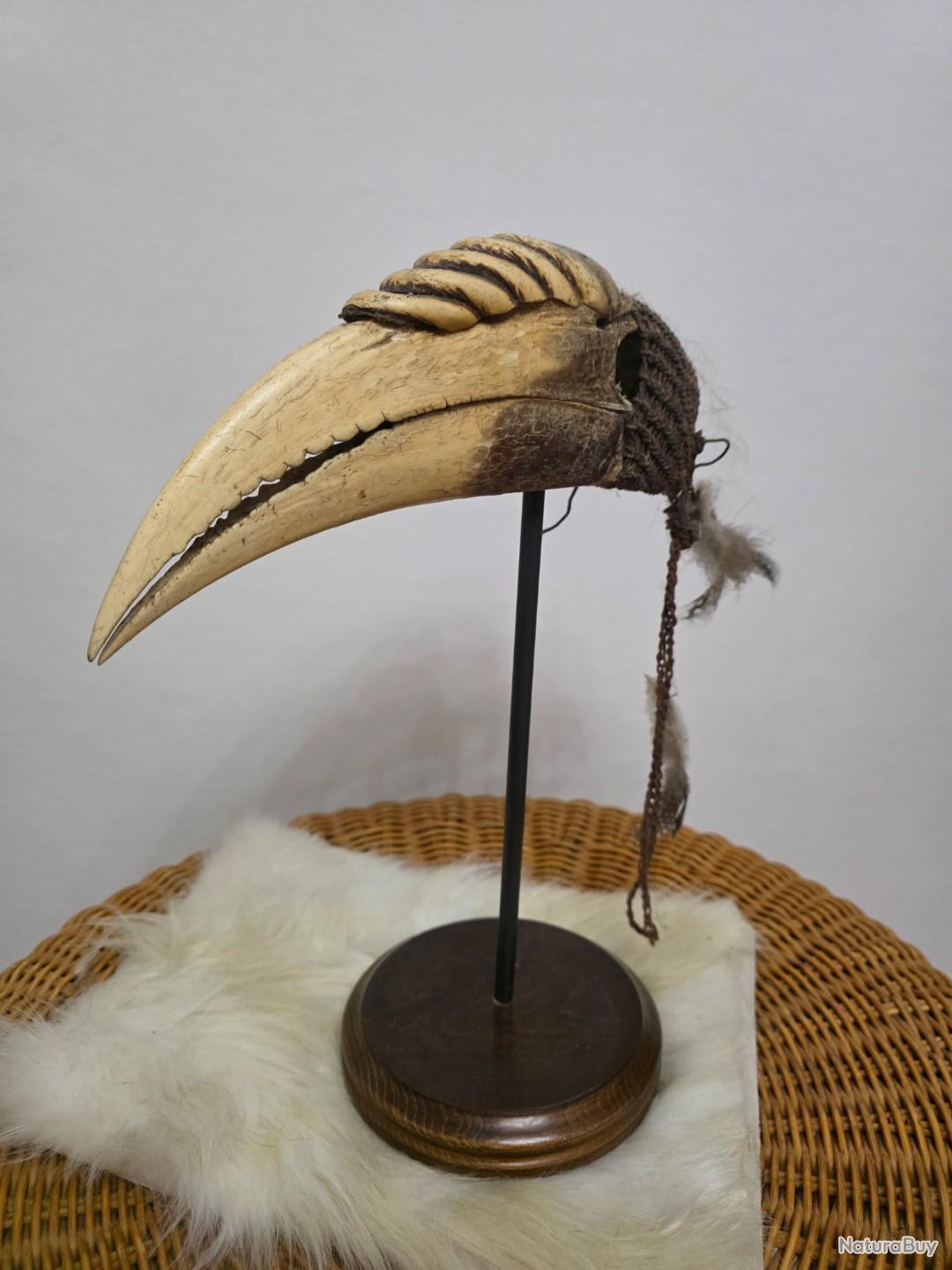 Crâne de calao festonné Dayak - Plumes, oeufs, cranes, os ... (15246273)