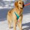 Harnais Easy pour Chien, pour activité CANI Marche, CANI Cross, I-DOG ...